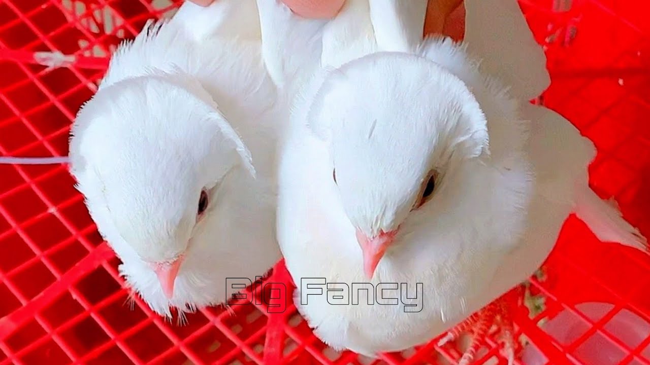 Beautiful Amazing Fancy Pigeons: Best Breeds & Farm Footage Compilation ...