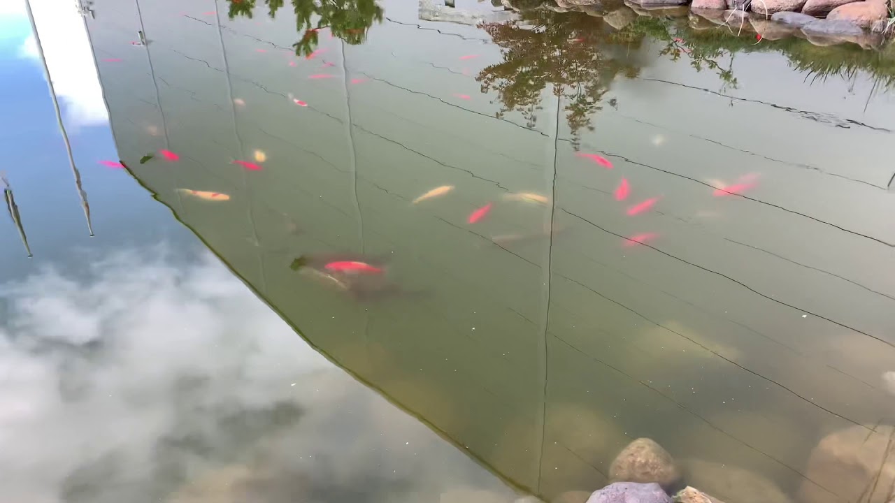 Comet goldfish pond - YouTube