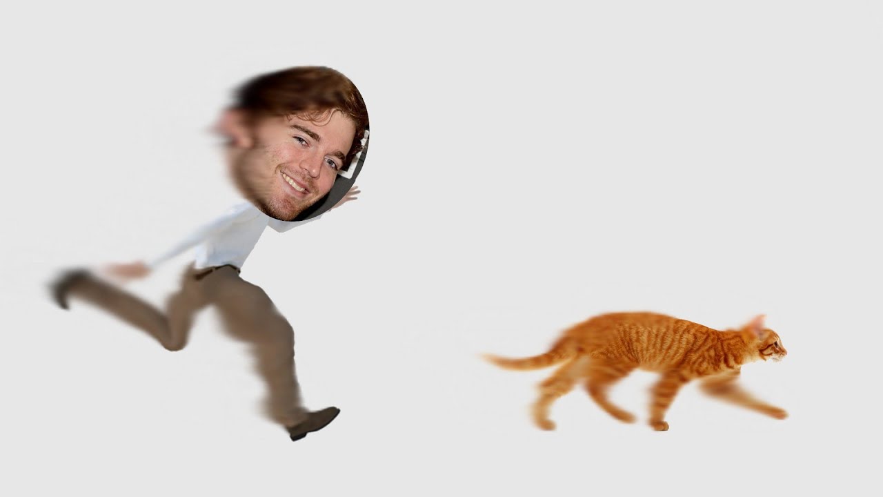 Shane Dawson's cat meme - YouTube