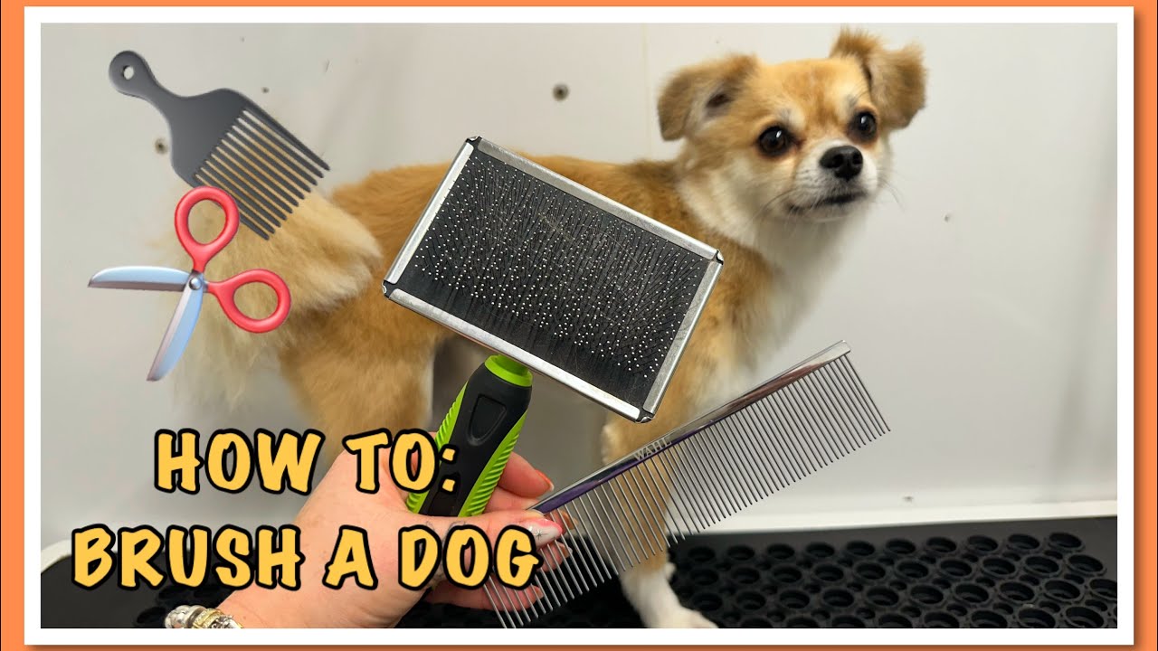 How to: Brush a dog | Dummies guide to Dog Grooming - YouTube