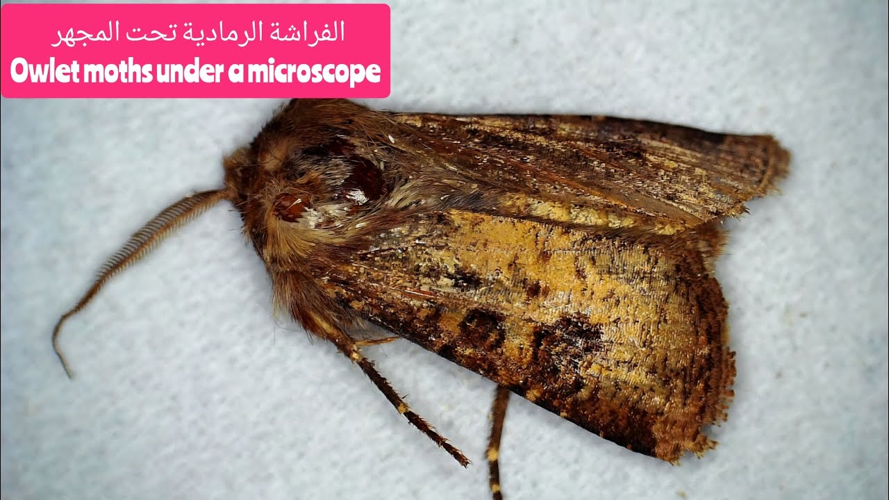 Owlet moths under a microscope | الفراشة الرمادية تحت المجهر - YouTube