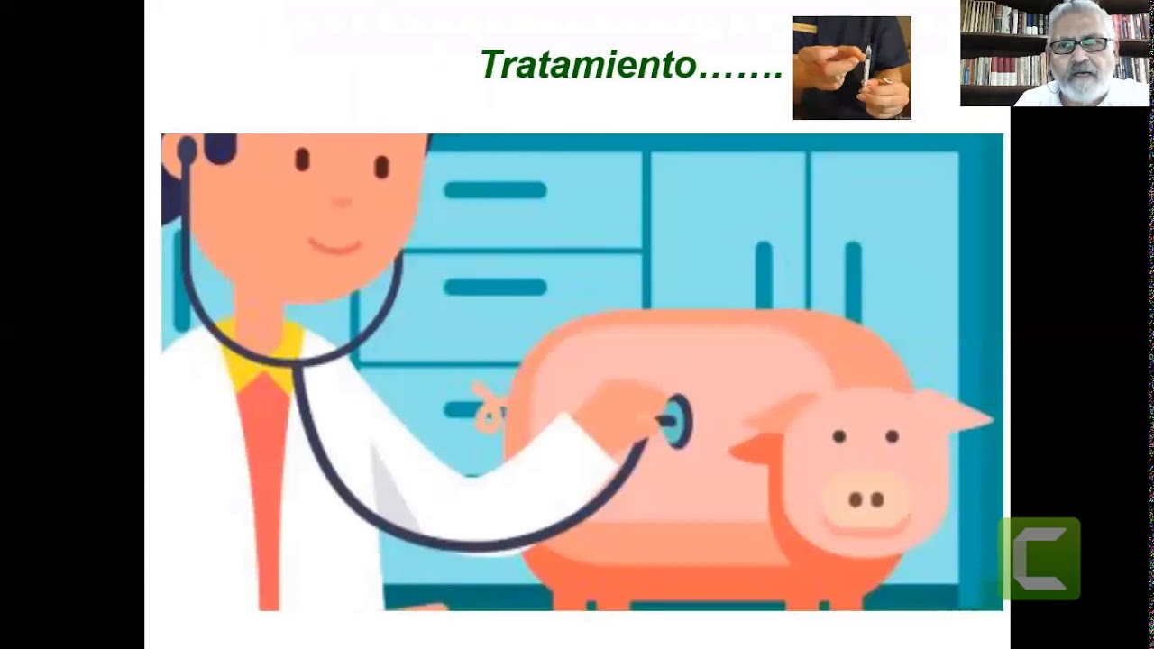 PARTO DE LA CERDA Lección 6 - YouTube