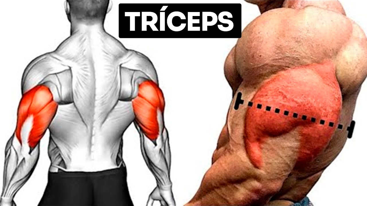 Melhor treino de tríceps na academia - YouTube