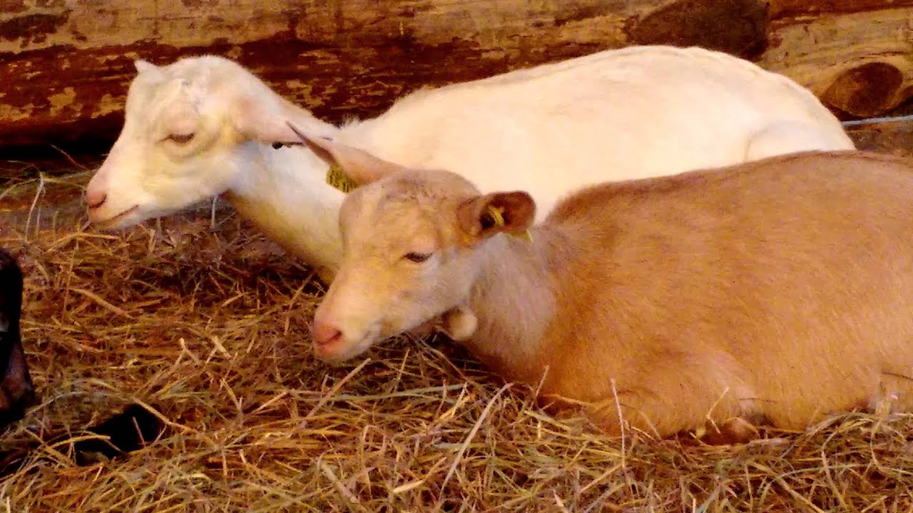 La rumination d'une chèvre - YouTube