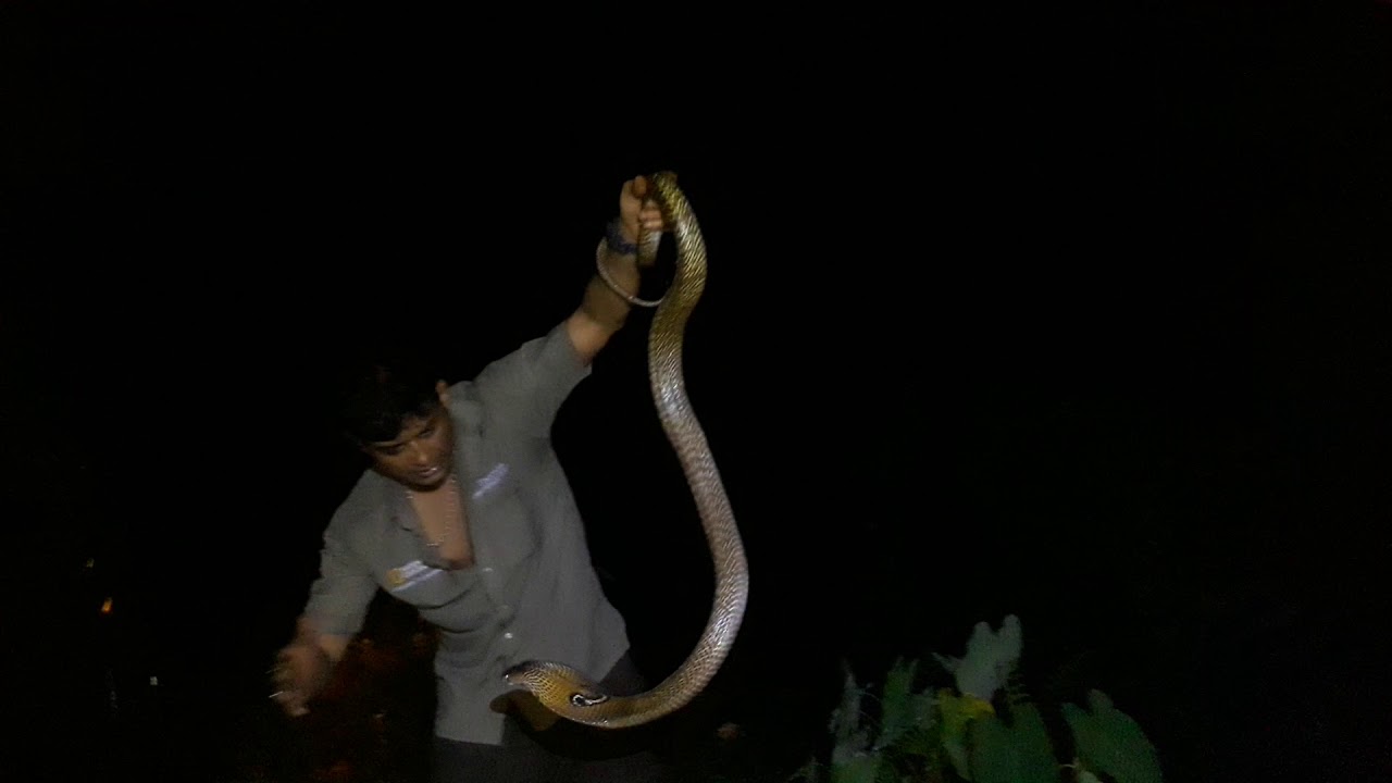 COBRA HUNTING IN INDIA 2018 - YouTube