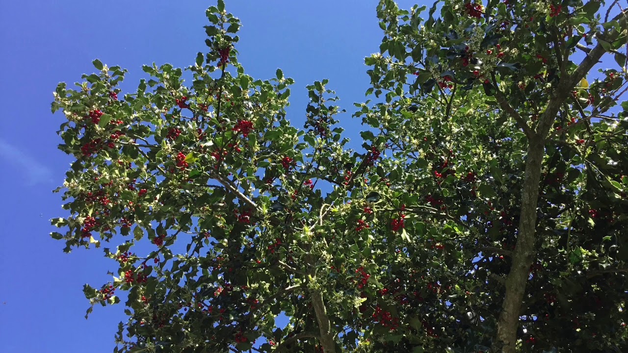 Newry Canal Towpath Walk, Scarva to Poyntzpass, May 13th, 2019. - YouTube