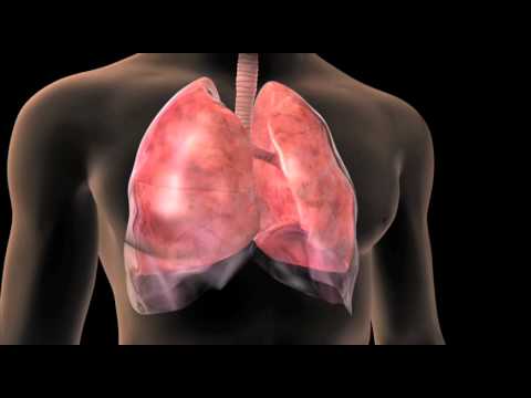 Lung Anatomy Animation | Premier Hematology & Oncology - YouTube