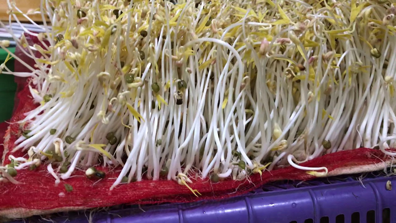 TAUGE PRESENT.(MUNG BEAN SPROUT) - YouTube