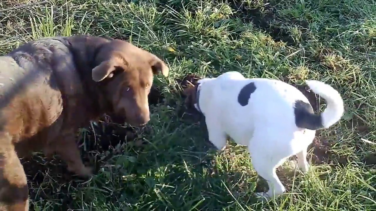 Dogs Digging Up The Yard - YouTube