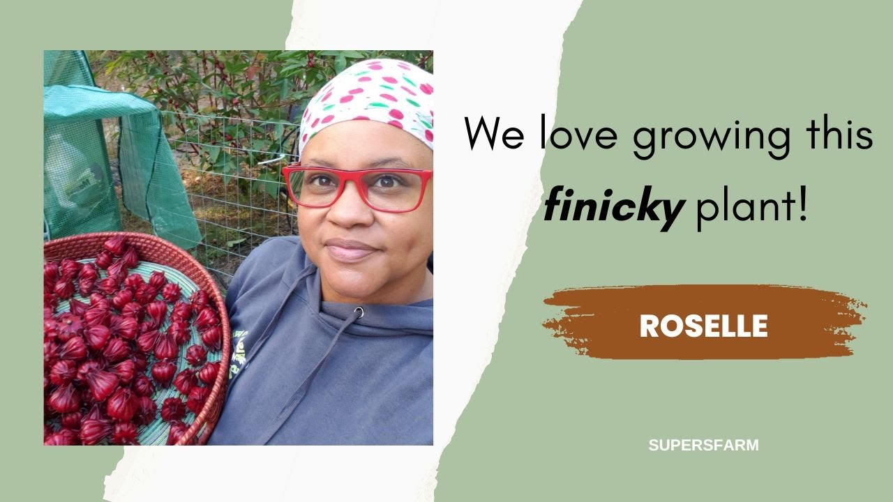 We love growing this finicky plant | roselle |supersfarm - YouTube