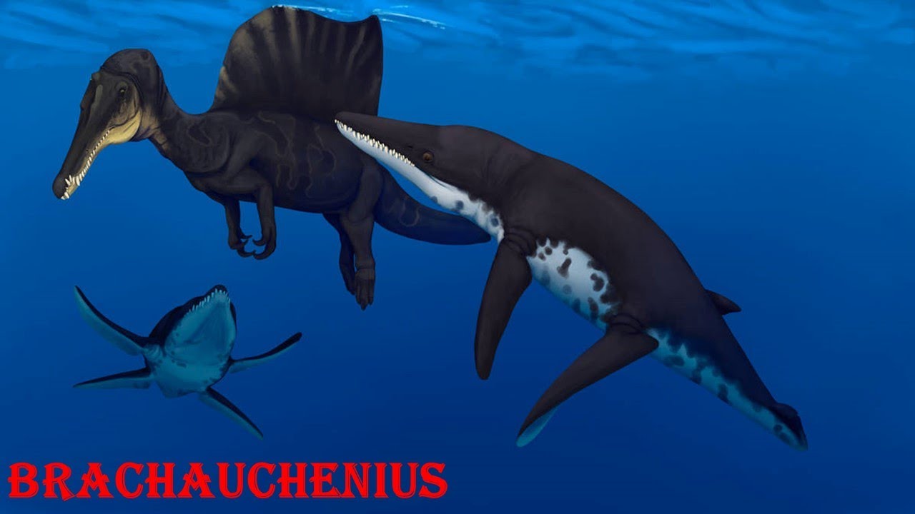 brachauchenius - YouTube