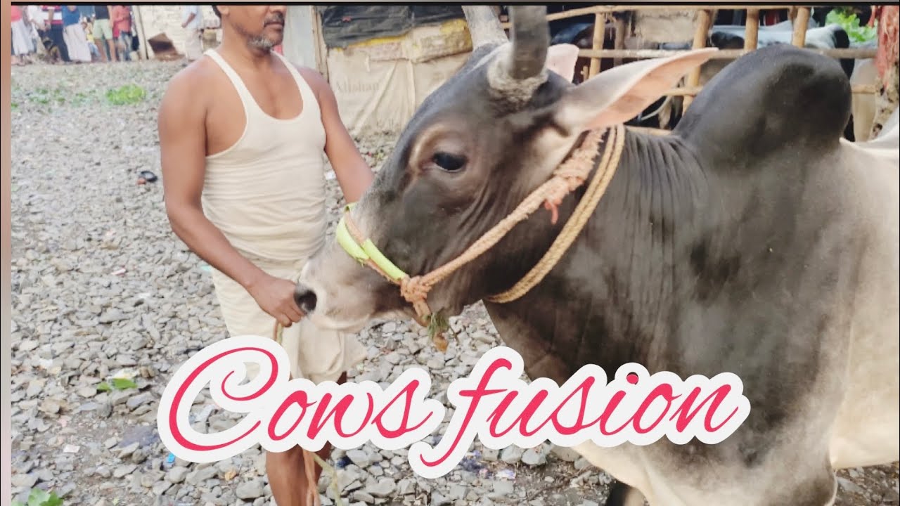 Black&white beautiful cow || baachi cow|| from ||cows fusion…… - YouTube