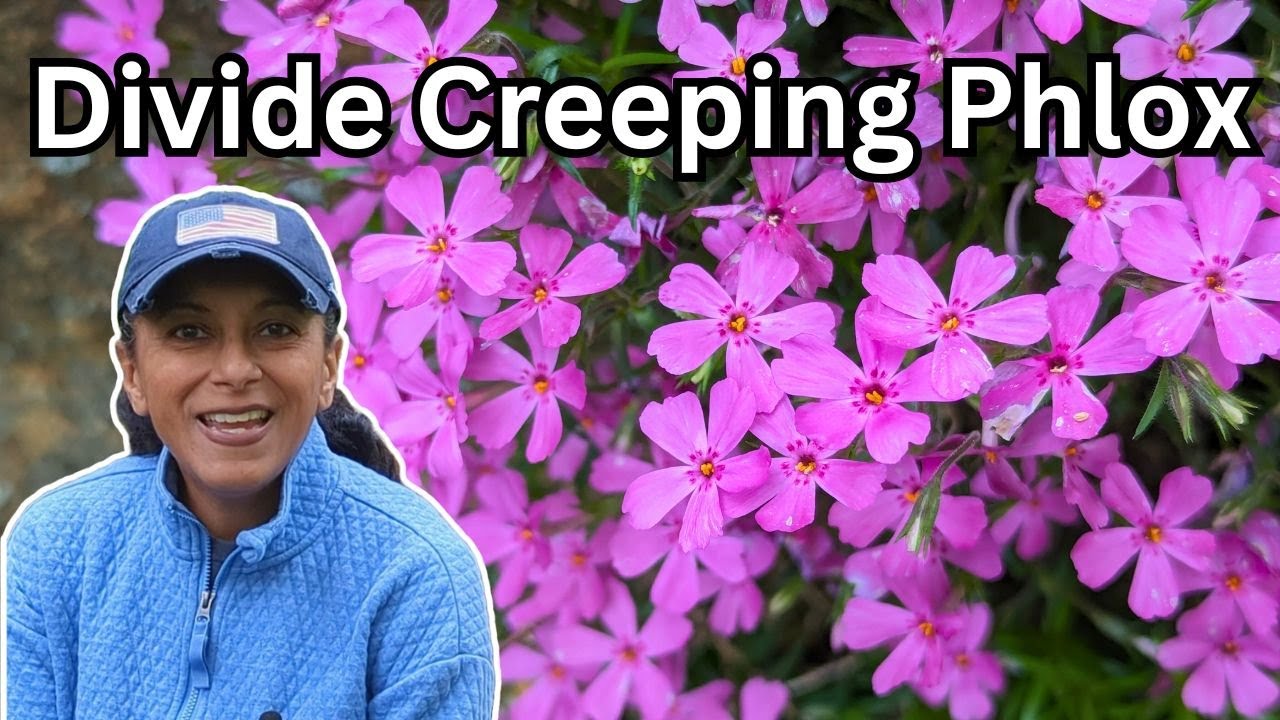 How To Divide Creeping Phlox | Propagate Moss Phlox Perennial ...