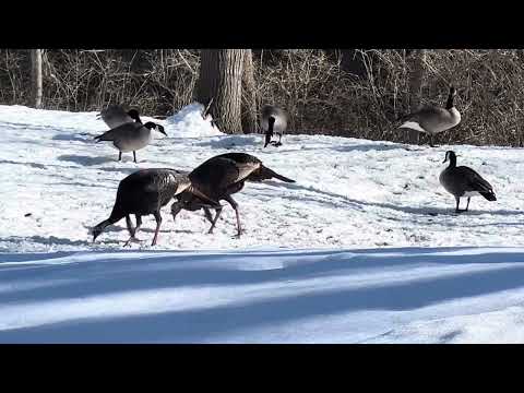Big Tom Turkeys - YouTube
