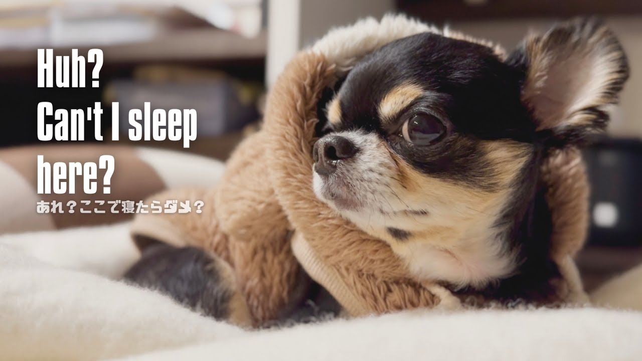 Huh? Can't I sleep here? - Torajiro - YouTube