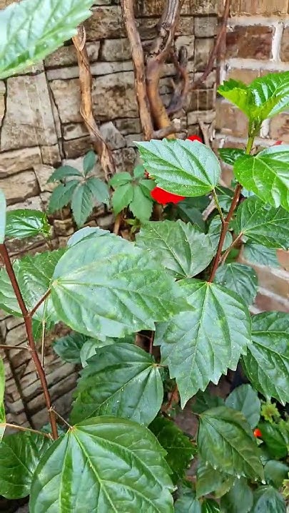 мой прекрасный сад - YouTube