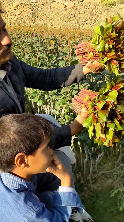 قات وهبان حجور افضل قات على مستوى العالم شاهد الربط #اليمن 🇾🇪🔥🔥 - YouTube