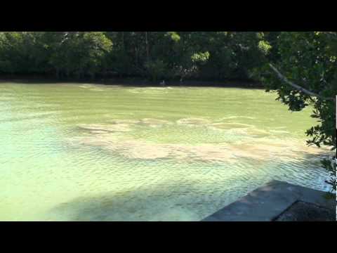 Dolphin Fishing with Mud Circles - YouTube
