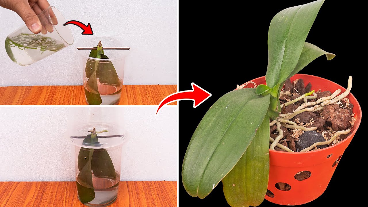 Orchid Leaves Growing Rootless In Water, New Method that Anyone Can Do ...