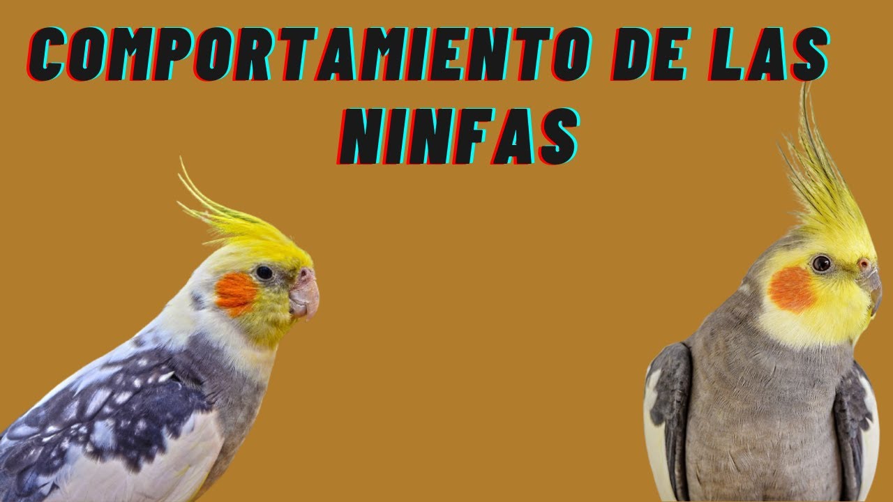 🦜👉 Comportamiento de las ninfas , CACATUAS - YouTube