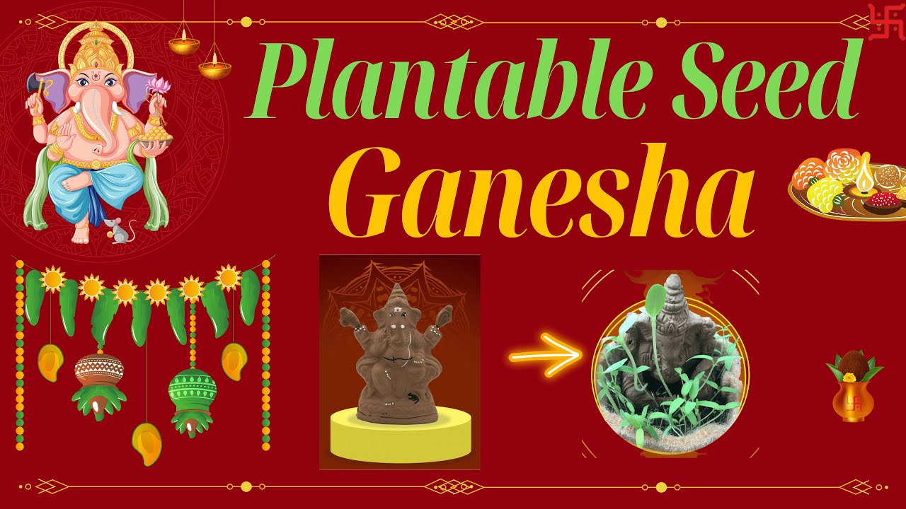 Plantable Seed Ganesha Unboxing 6 inch 2022 - YouTube