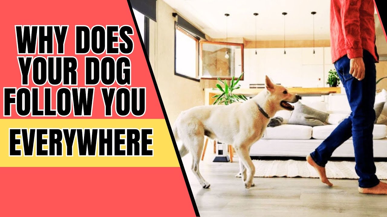 Why Does My Dog Follow Me Everywhere? - YouTube