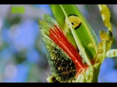 A Presa do Predador: Farsantes (Dublado)