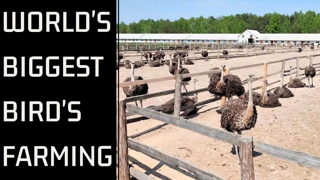 Ostrich Unveils Its Transformative Journey With Farmers | Biggest Bird ...