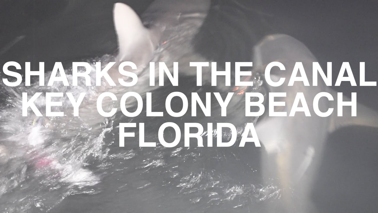 Sharks in the canals - Florida Keys - YouTube