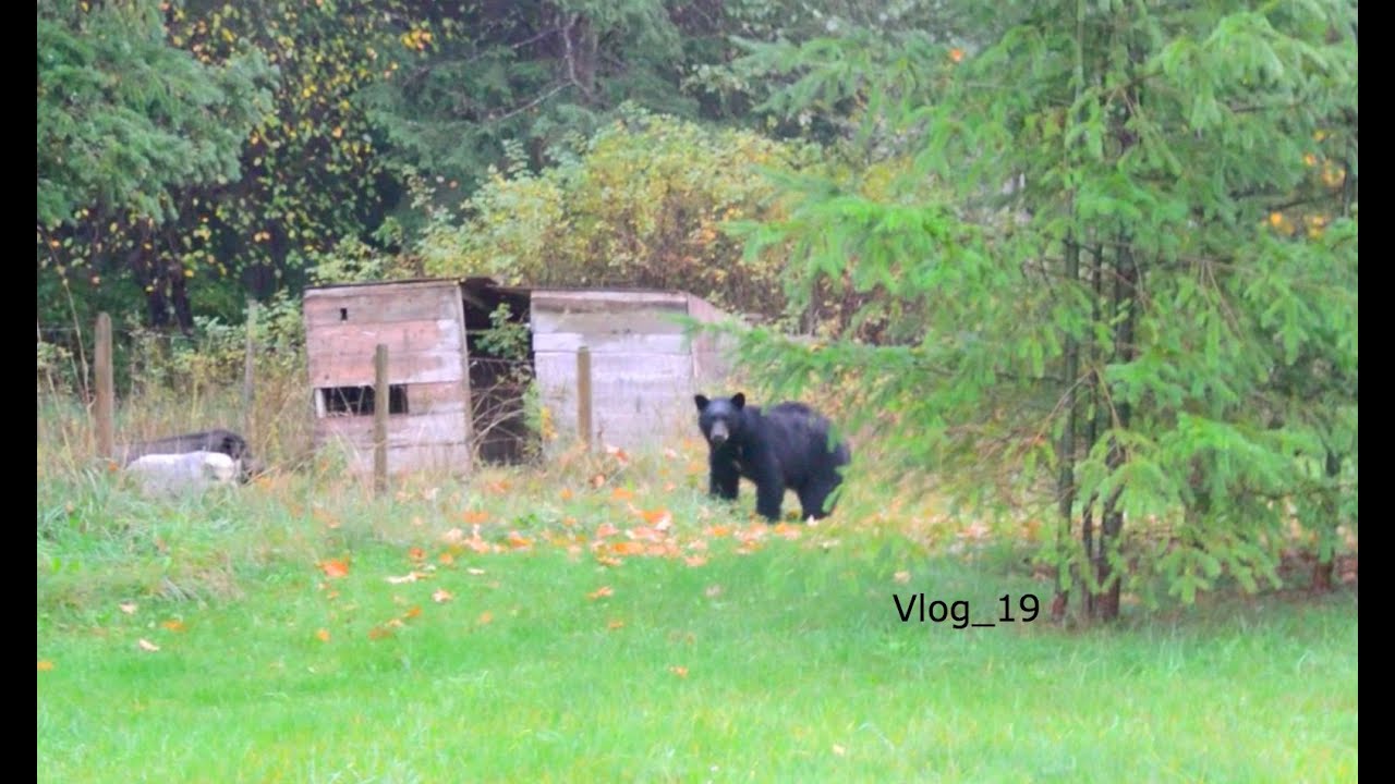 Will The Bear Eat Our Pet Pigs? | 40BelowFruity - YouTube