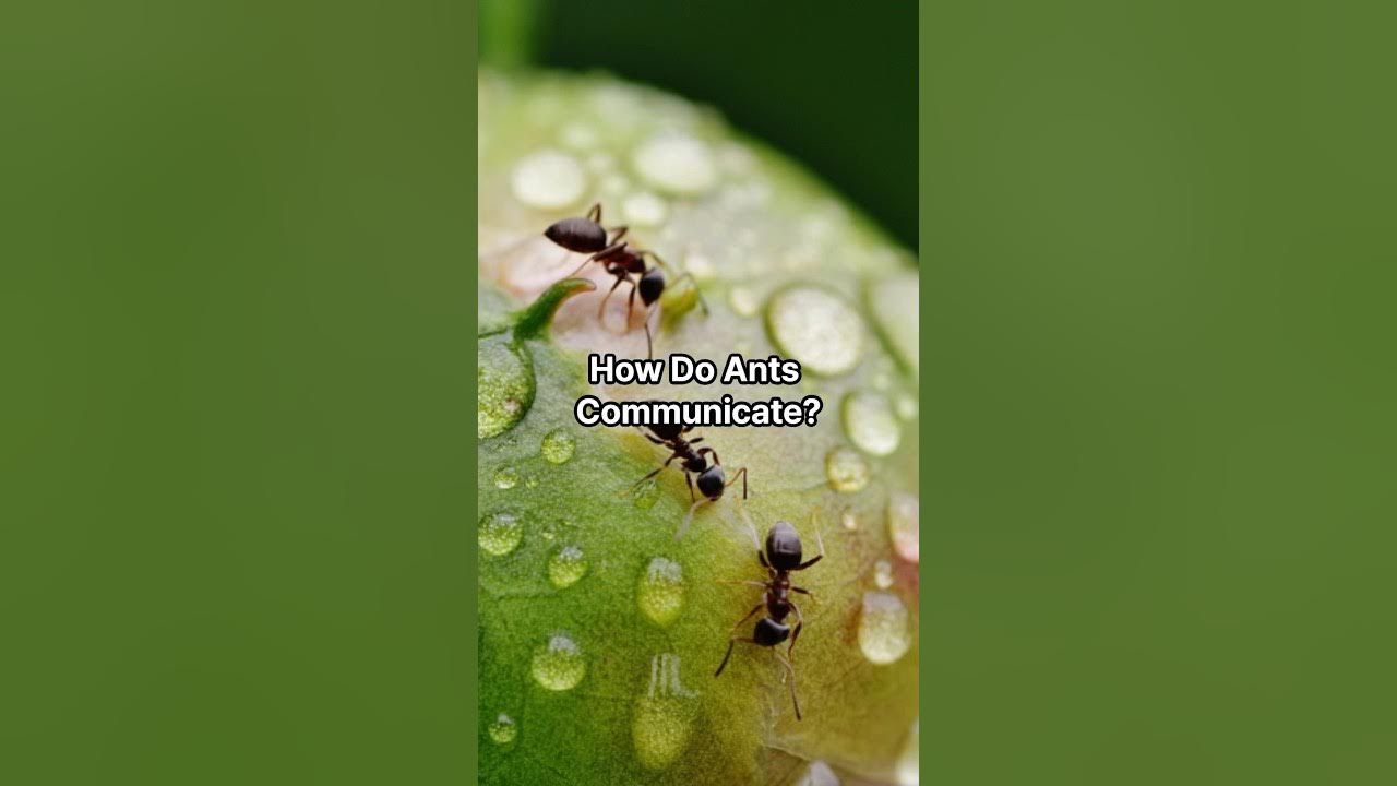 How Do Ants Communicate #nature - YouTube