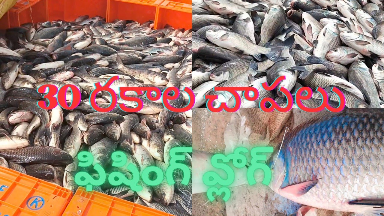 30 types of fish 🐠🐋🐟 in Telugu Kbro Vlogs - YouTube