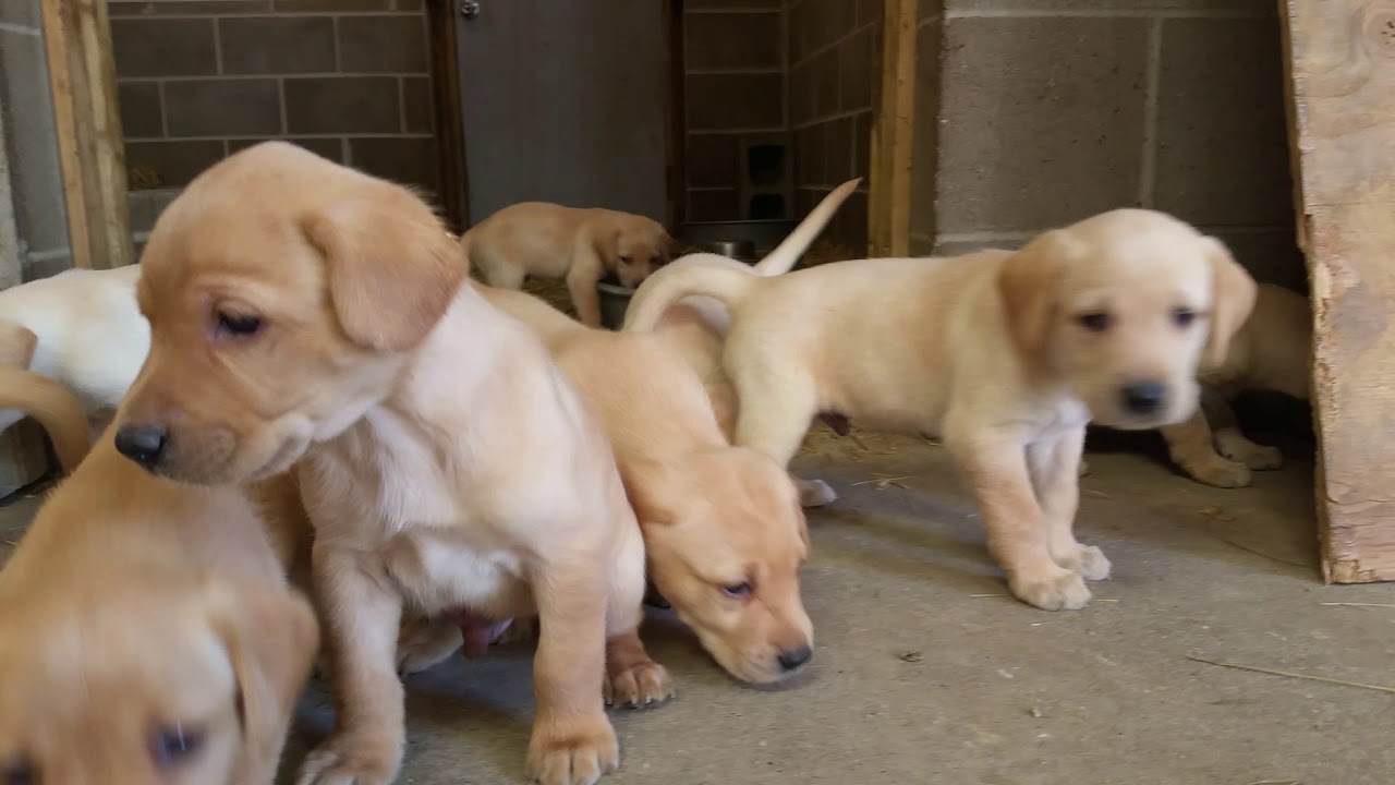 Yellow Pointing Lab Puppies - YouTube