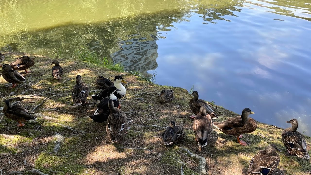 Wildlife Ducks Roaming In Nature | Sounds of birds chirping,ducks ...