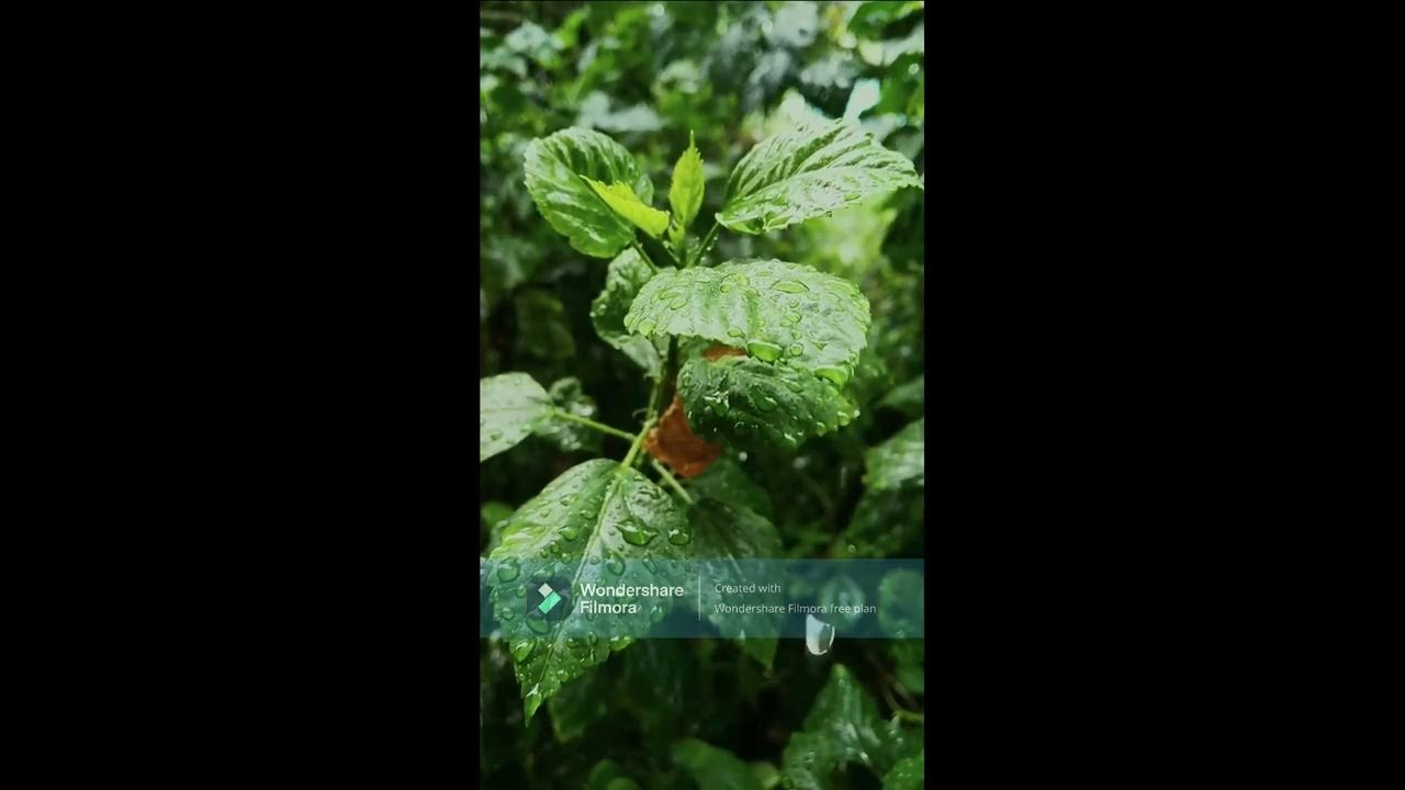 SOUND OF NATURE THAT MAKES YOU SLEEP WELL IN 5 MINUTES YouTube sound-of-nature-that-makes-you-sleep-well-in-5-minutes-youtube