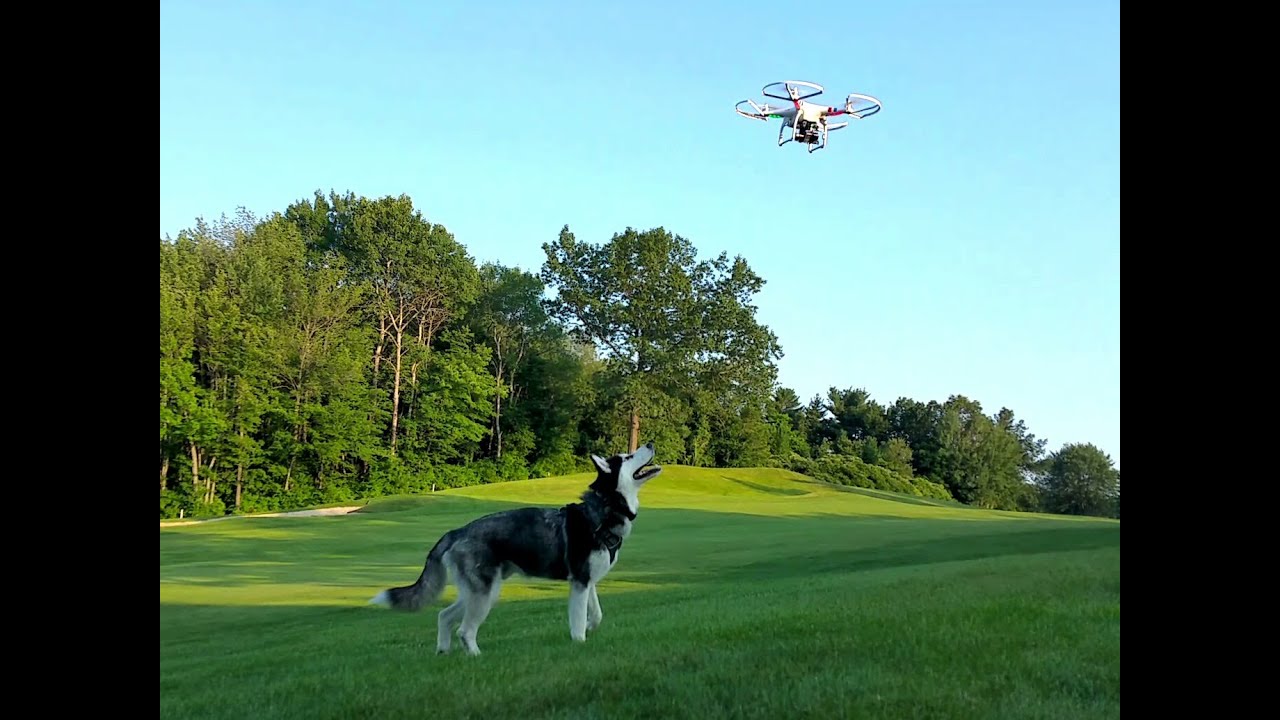 Siberian Husky Chasing a Drone - View from Drone GoPro Hero 4 - YouTube