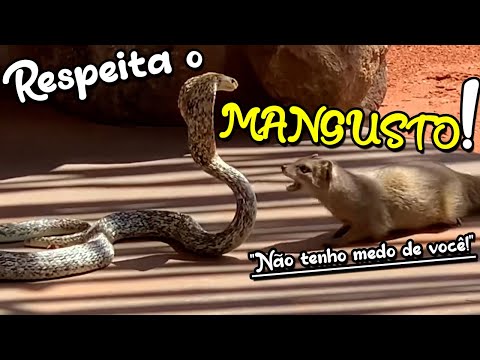 ANIMAL mais TEMIDO pelas COBRAS venenosas: Mangusto (Mongoose)