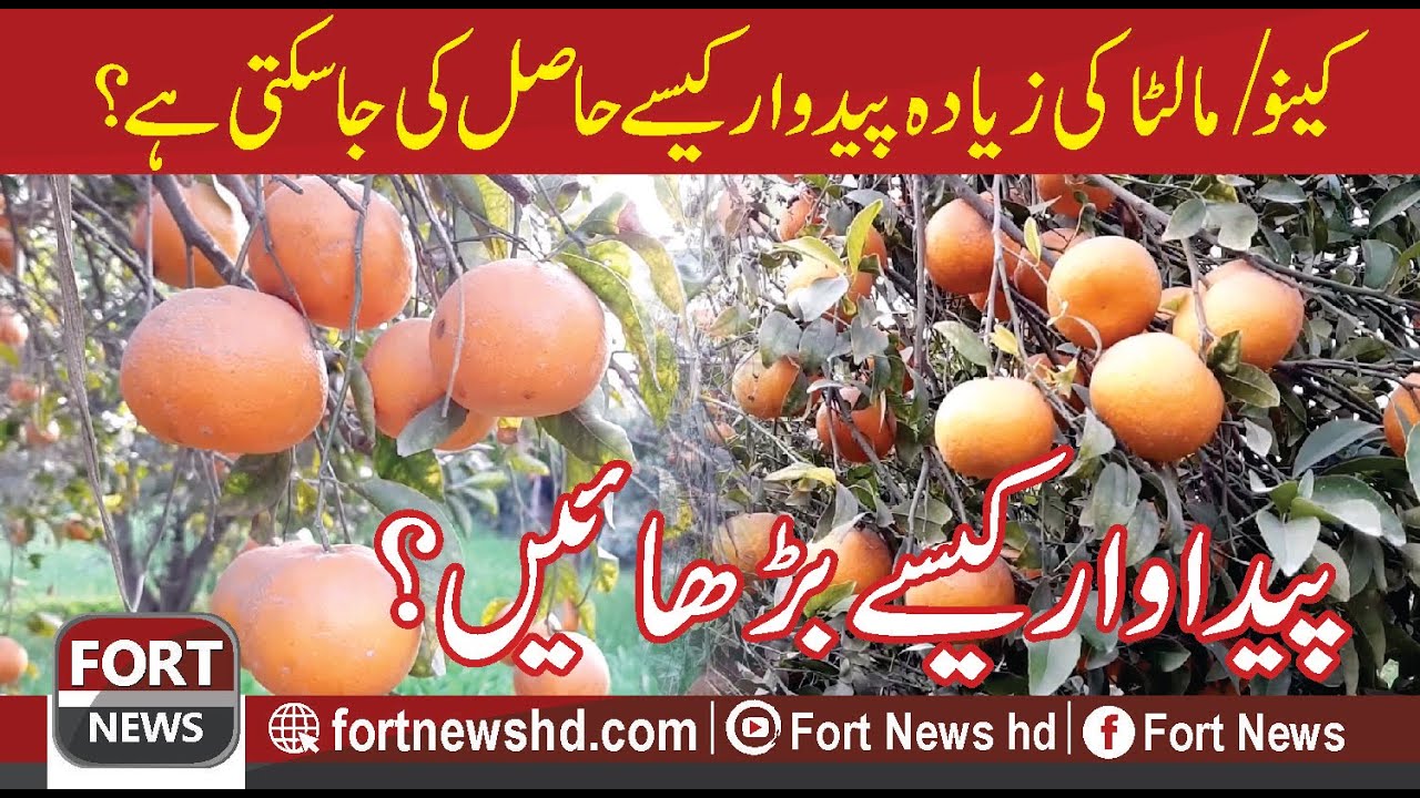 How to get the most out of kinnu / Malta || Orange Farms Kinnow Farms ...
