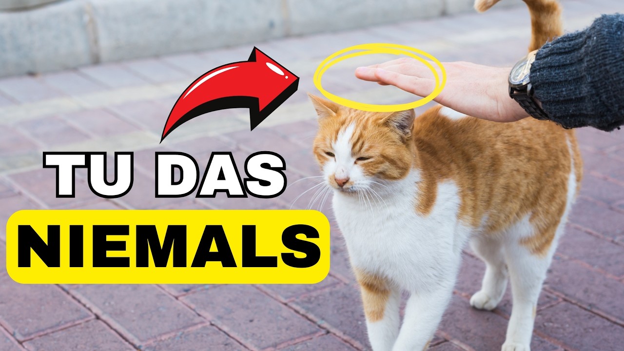 10 Dinge Die Katzen Nicht Mgen