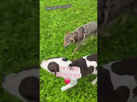 MONSTER CATFISH ENDING!🦈🐺❤️ #friends #coyote #weavethecoyote #wildlife #cute #animals #animal #fis