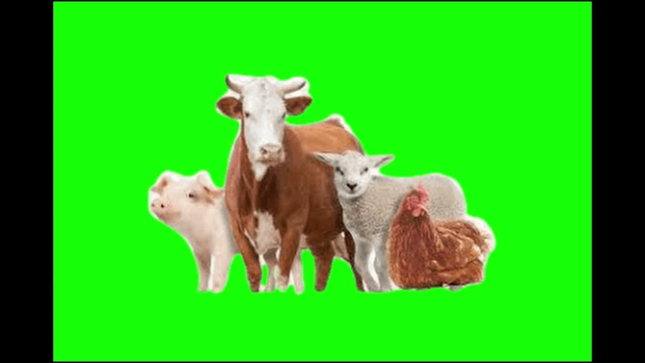 Green Screen Farm Animals | Graphics For Videos No Copyright (Free To ...