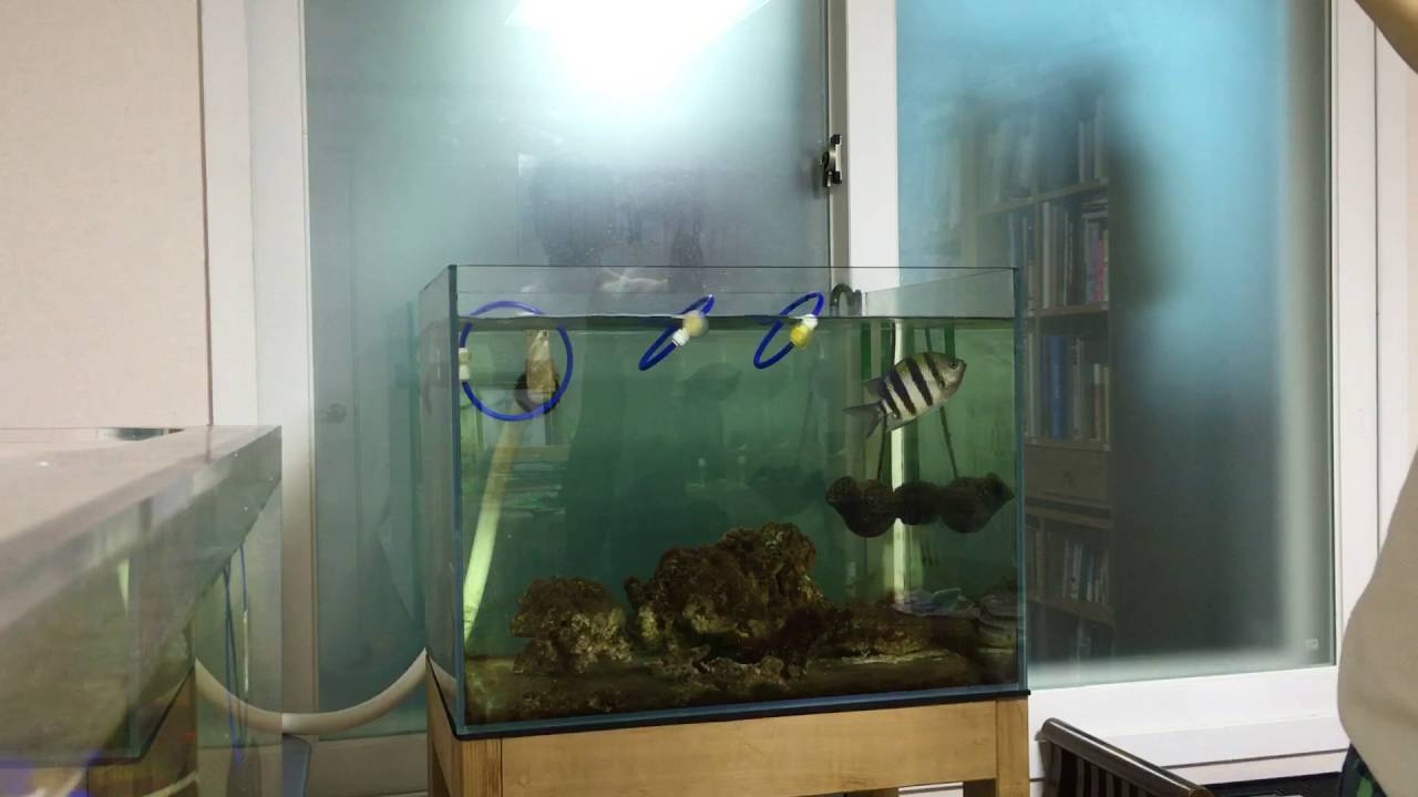 Fish trick update - YouTube