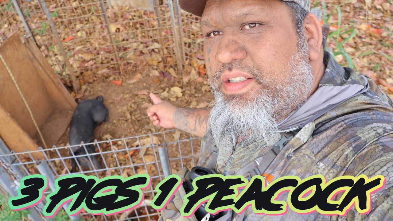 Bow Hunting - Hawaii - 3 pigs down 1 peacock - YouTube