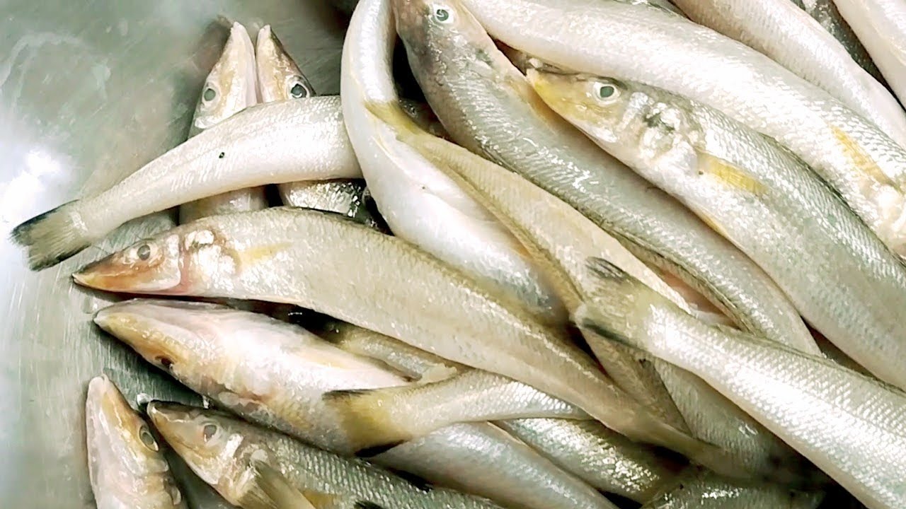 How to cut sillago fish|Fish cutting for tempura| - YouTube