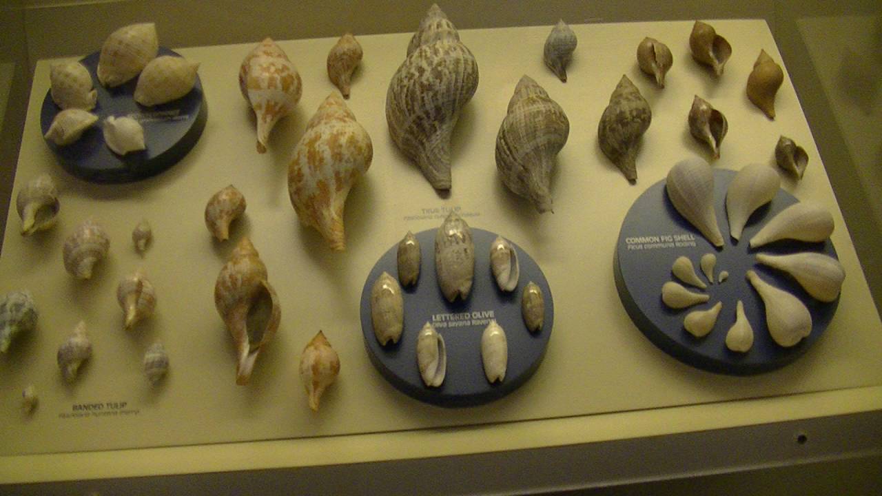 Sea Shell Museum - YouTube