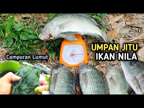 UMPAN TERBAIK UNTUK MANCING IKAN NILA||Campuran Lumut - YouTube
