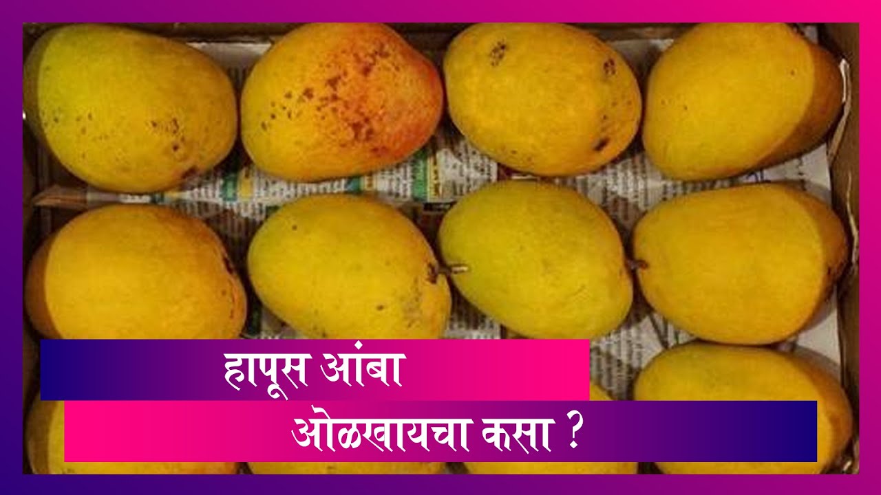 Original Hapus Mango : हापूस आंबा घेताना तो कसा ओळखल ? पहा हापूस आंबा ...