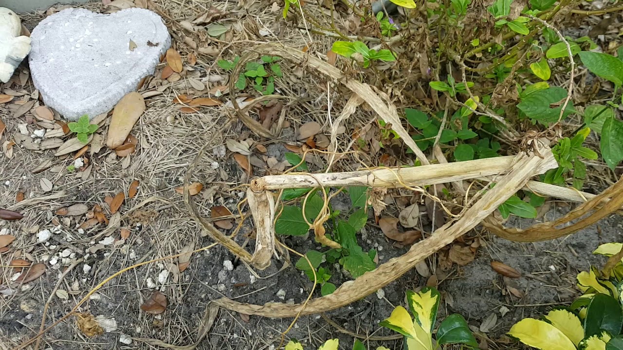 Backyard Garden Hugo Culture Mound and Duck update - YouTube