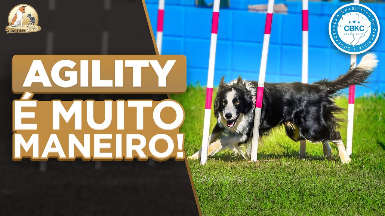 Agility com Cães | Esporte, Saúde e Diversão no Brasil Open 2024 ...