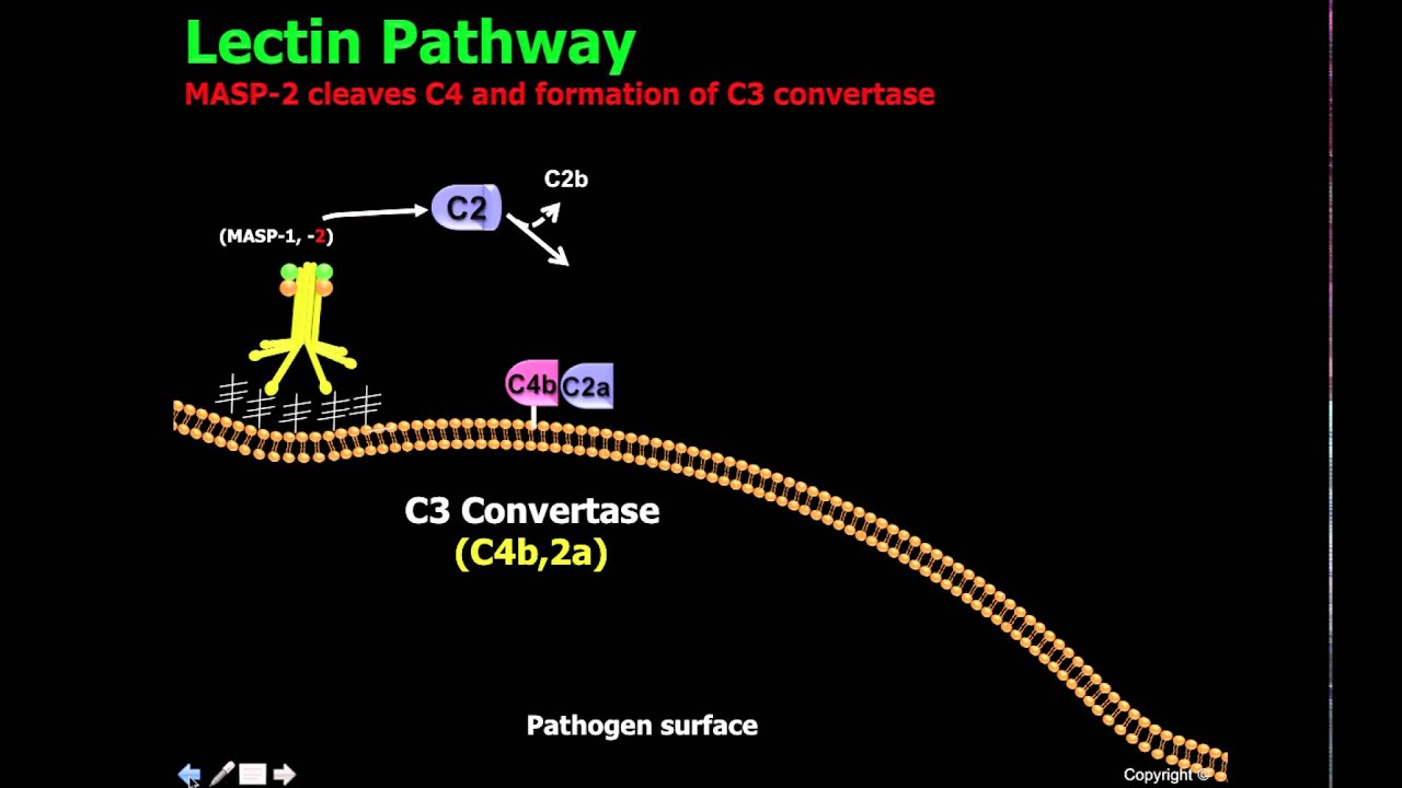 Lectin pathway - YouTube